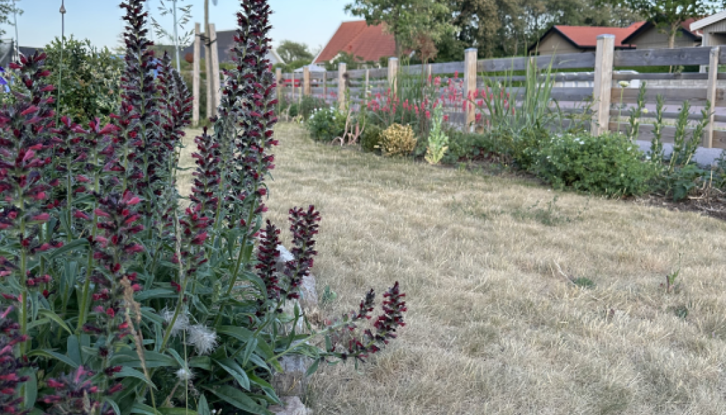 Gult gräs hedras i ny vattentävling | DagensVA.se